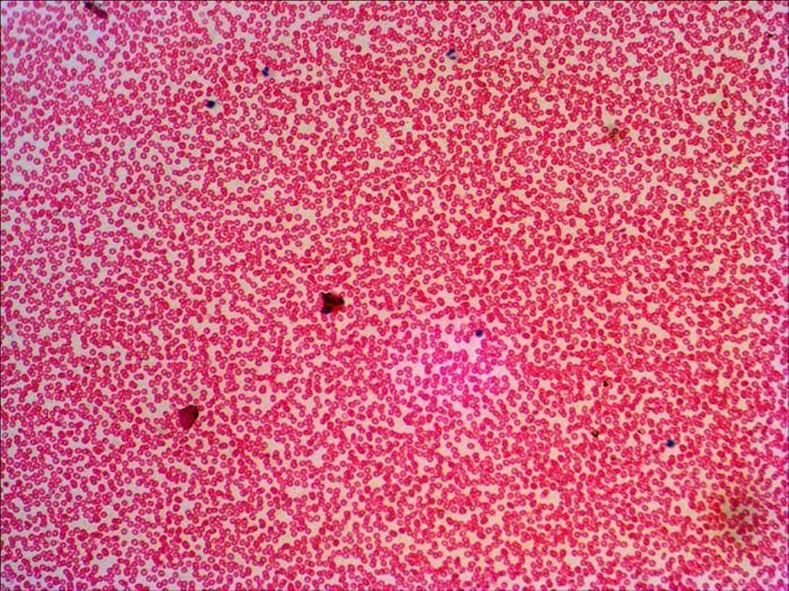 Conjunto de Lamelas para Microscópio LEVENHUK N38 NG | Worten.pt