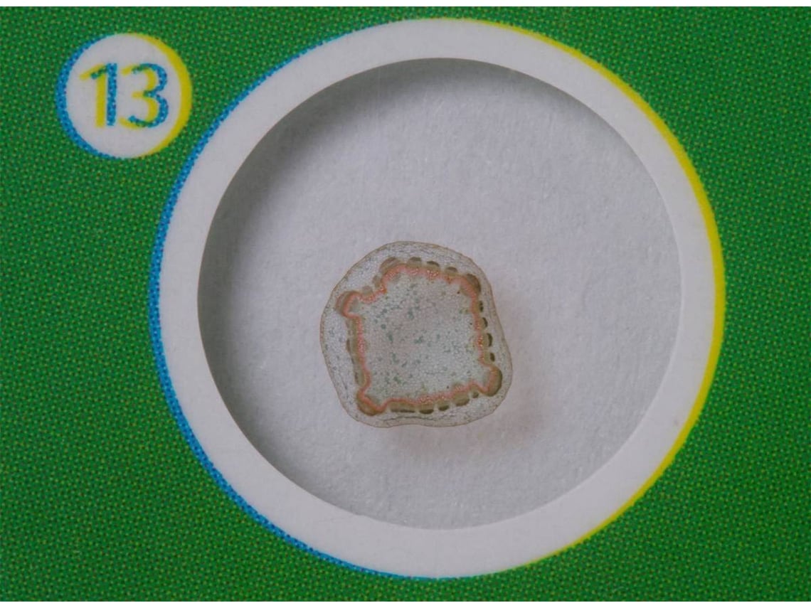 Lamelas Preparadas para Microscópio LEVENHUK LabZZ P12 com Plantas ...