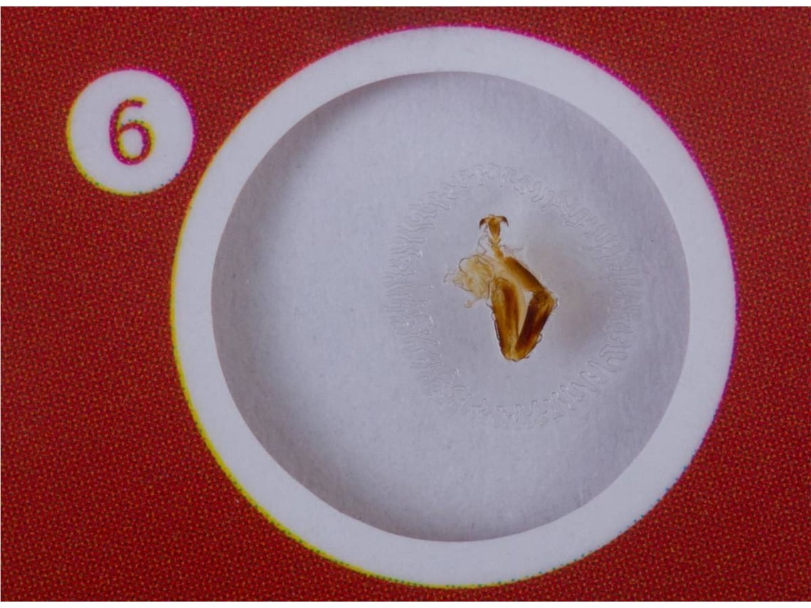 Conjunto de Lamelas Preparadas para Microscópio LEVENHUK LabZZ C12 ...