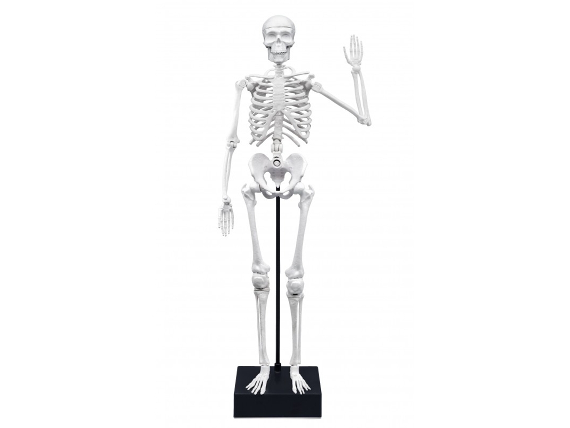 Skeleton 45 Cm BUKI FRANCE (Idade minima recomendada: 8 anos) | Worten.pt