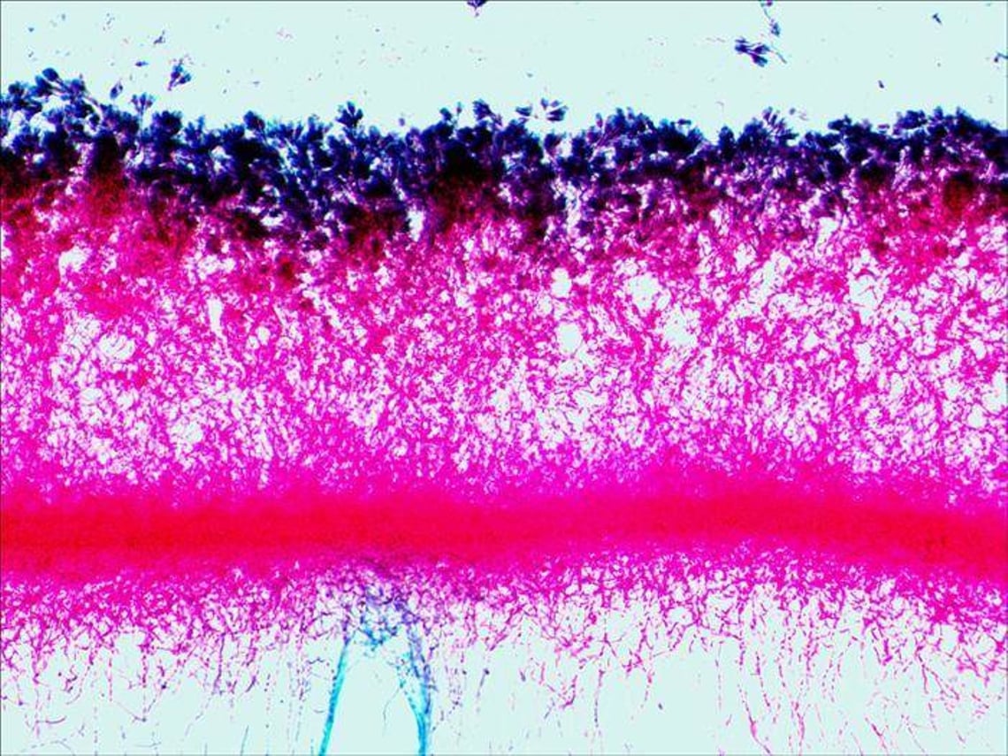 Conjunto de Lamelas para Microscópio LEVENHUK N38 NG | Worten.pt