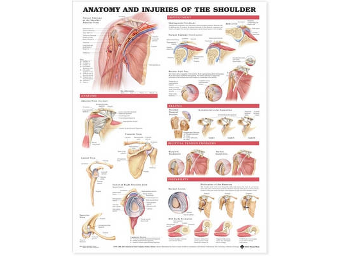 Livro anatomy and injuries of the shoulder anatomical chart de prepared ...