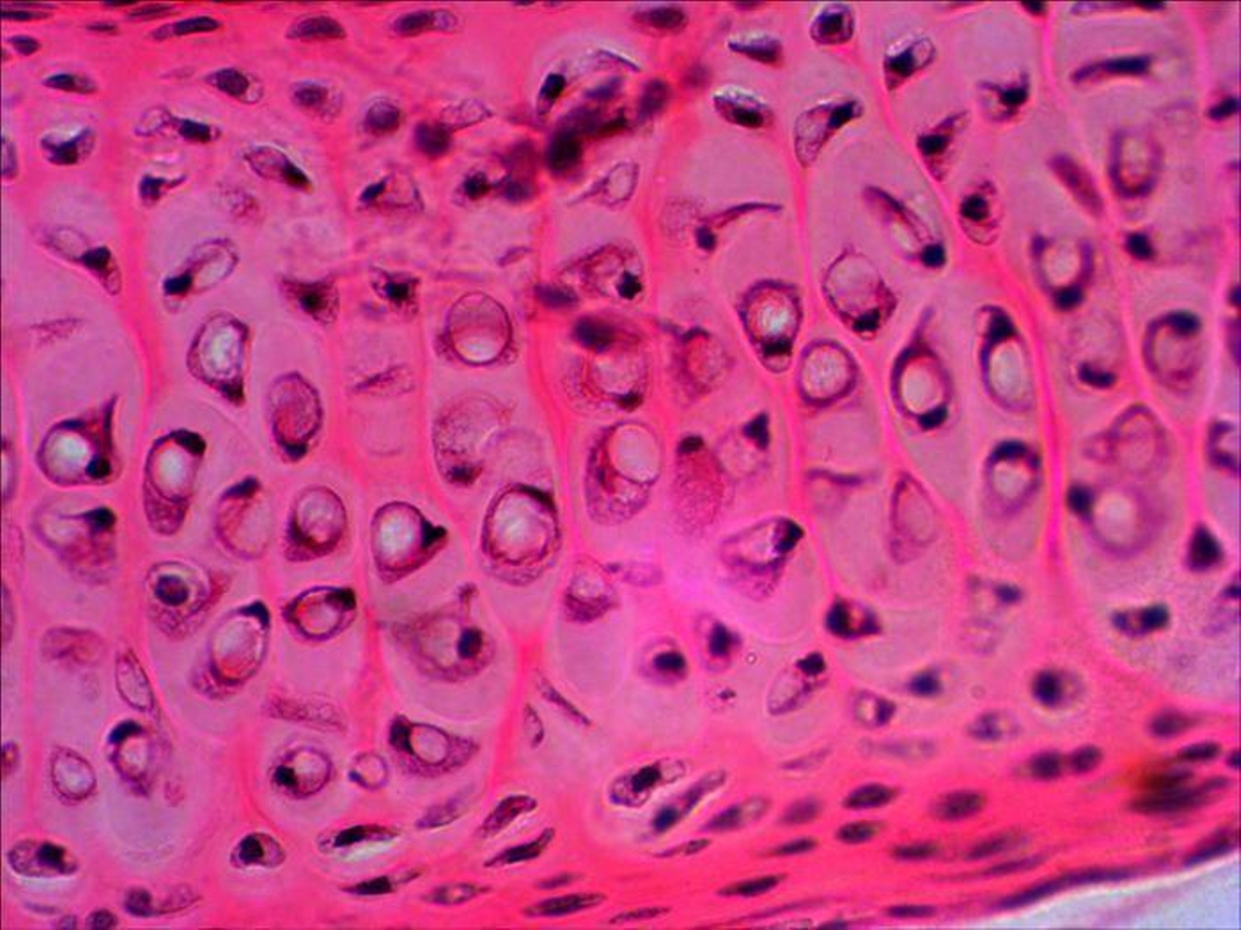 Conjunto de Lamelas para Microscópio LEVENHUK N20 NG | Worten.pt