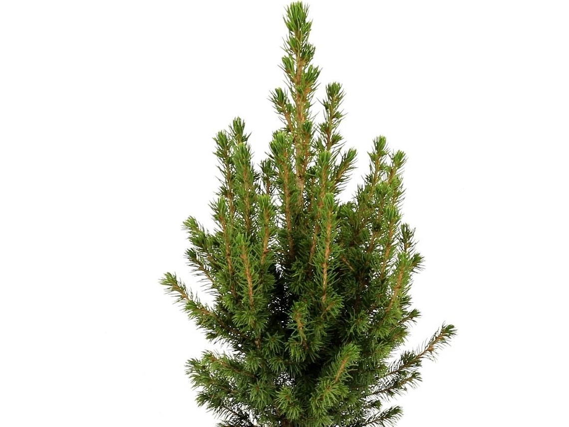 Pinheiro Natural de Natal BIOMA PLANTS Picea Glauca (20-30 cm) | Worten.pt