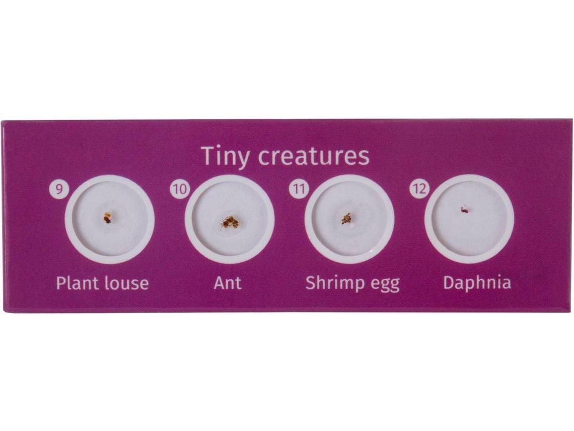 Conjunto de Lamelas Preparadas para Microscópio LEVENHUK LabZZ C12 ...