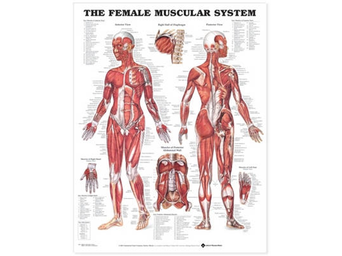Livro the female muscular system anatomical chart de prepared for ...
