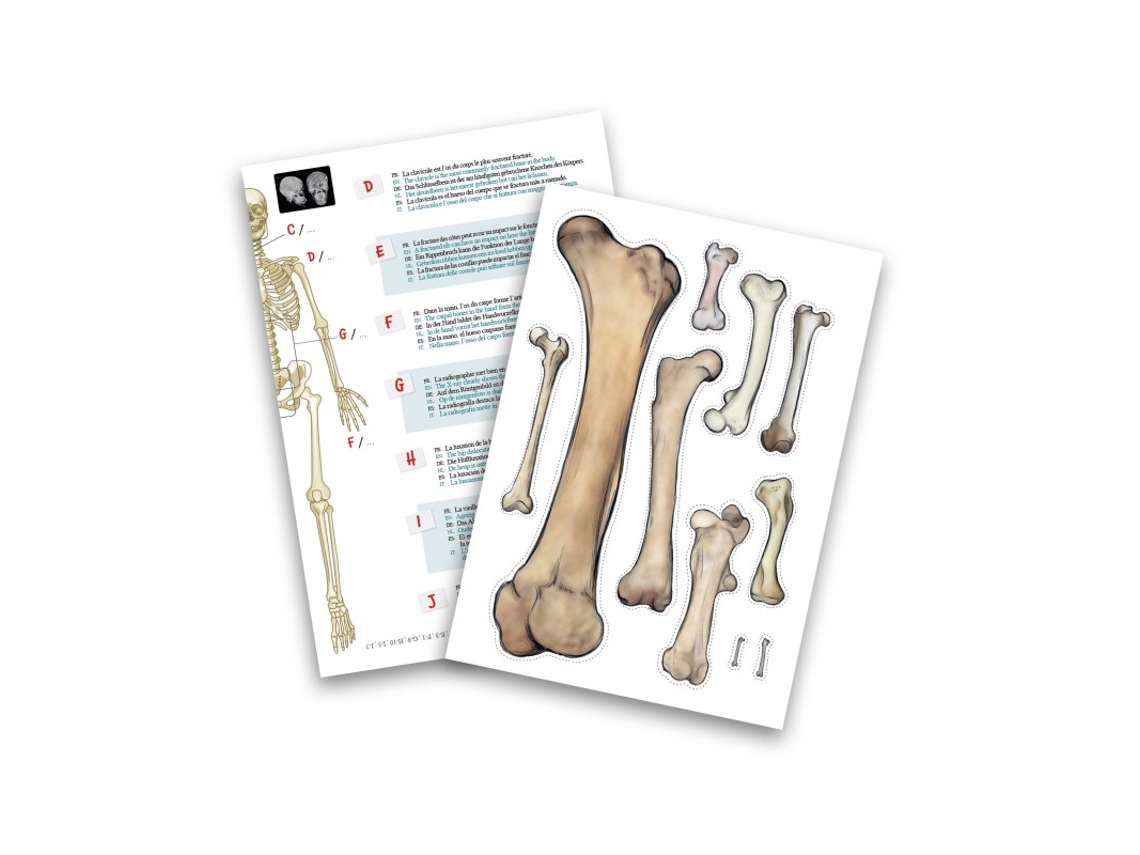 Skeleton 45 Cm BUKI FRANCE (Idade minima recomendada: 8 anos) | Worten.pt