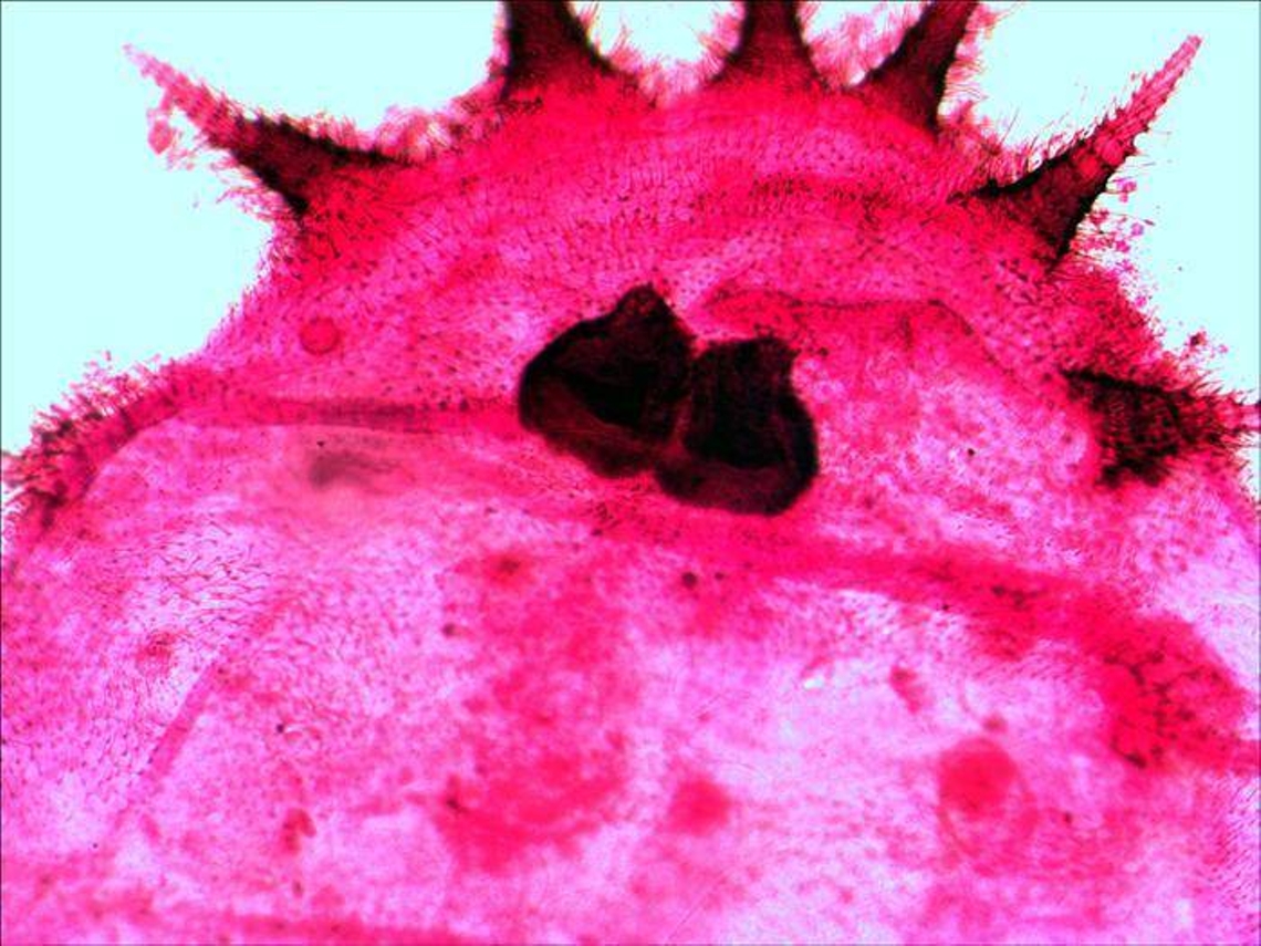 Conjunto de Lamelas para Microscópio LEVENHUK N20 NG | Worten.pt