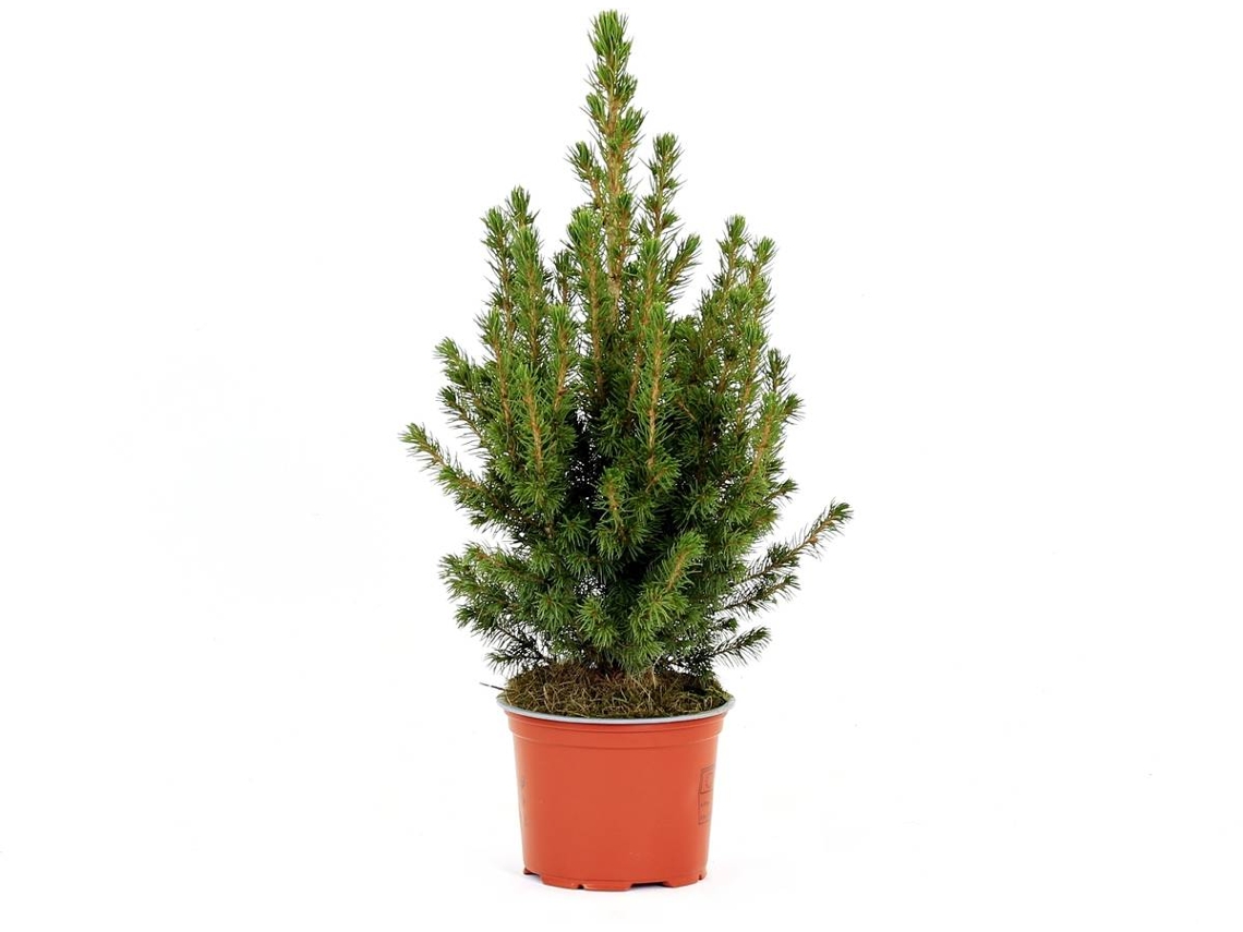 Pinheiro Natural de Natal BIOMA PLANTS Picea Glauca (20-30 cm) | Worten.pt