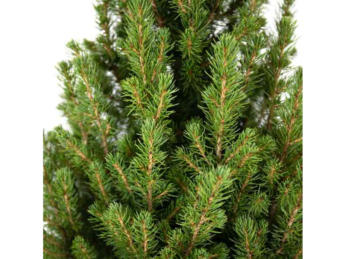 Pinheiro Natural de Natal BIOMAPLANTS Picea Glauca (90-100 cm - Vaso 21 ...